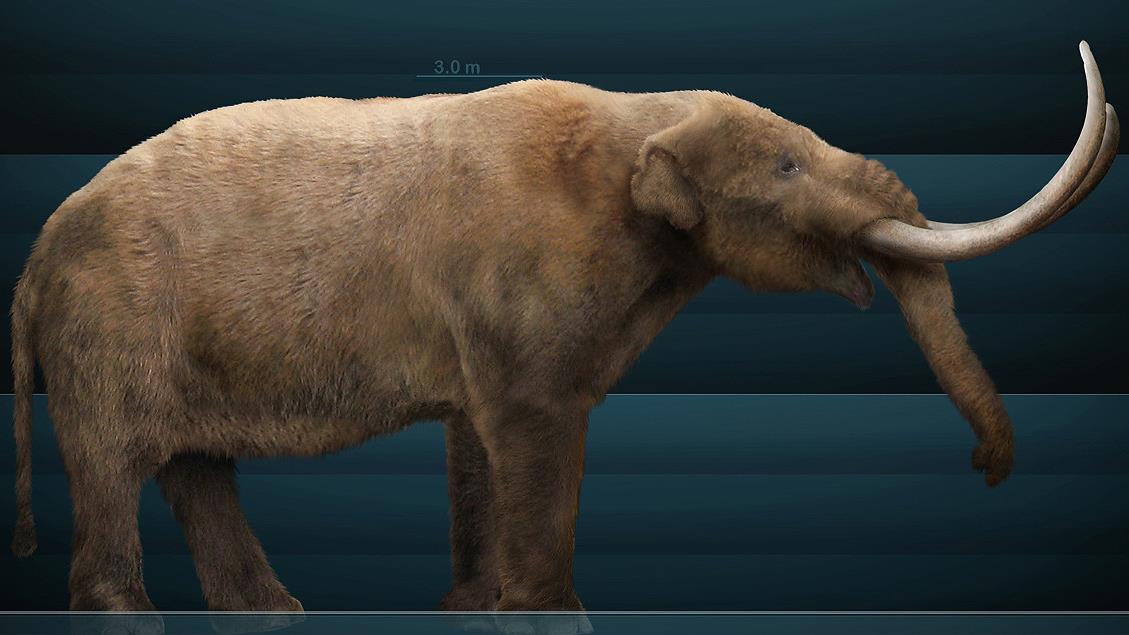 Hallan en Colombia restos de mastodonte de hace 10 mil años | HISPANTV