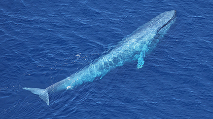 Ballenas azules del Pacífico de EEUU, en riesgo de extinción | HISPANTV