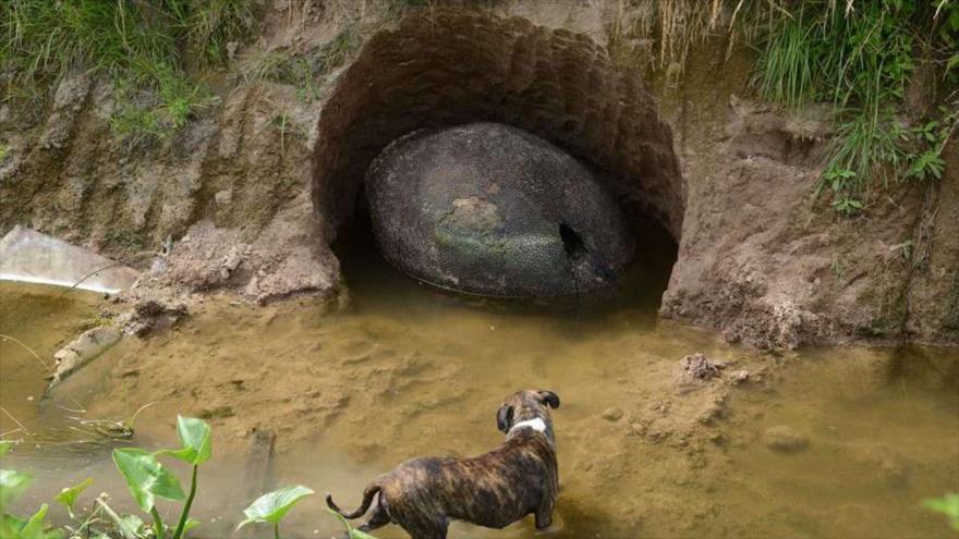 Video: Hallan caparazón gigante de un animal prehistórico | HISPANTV